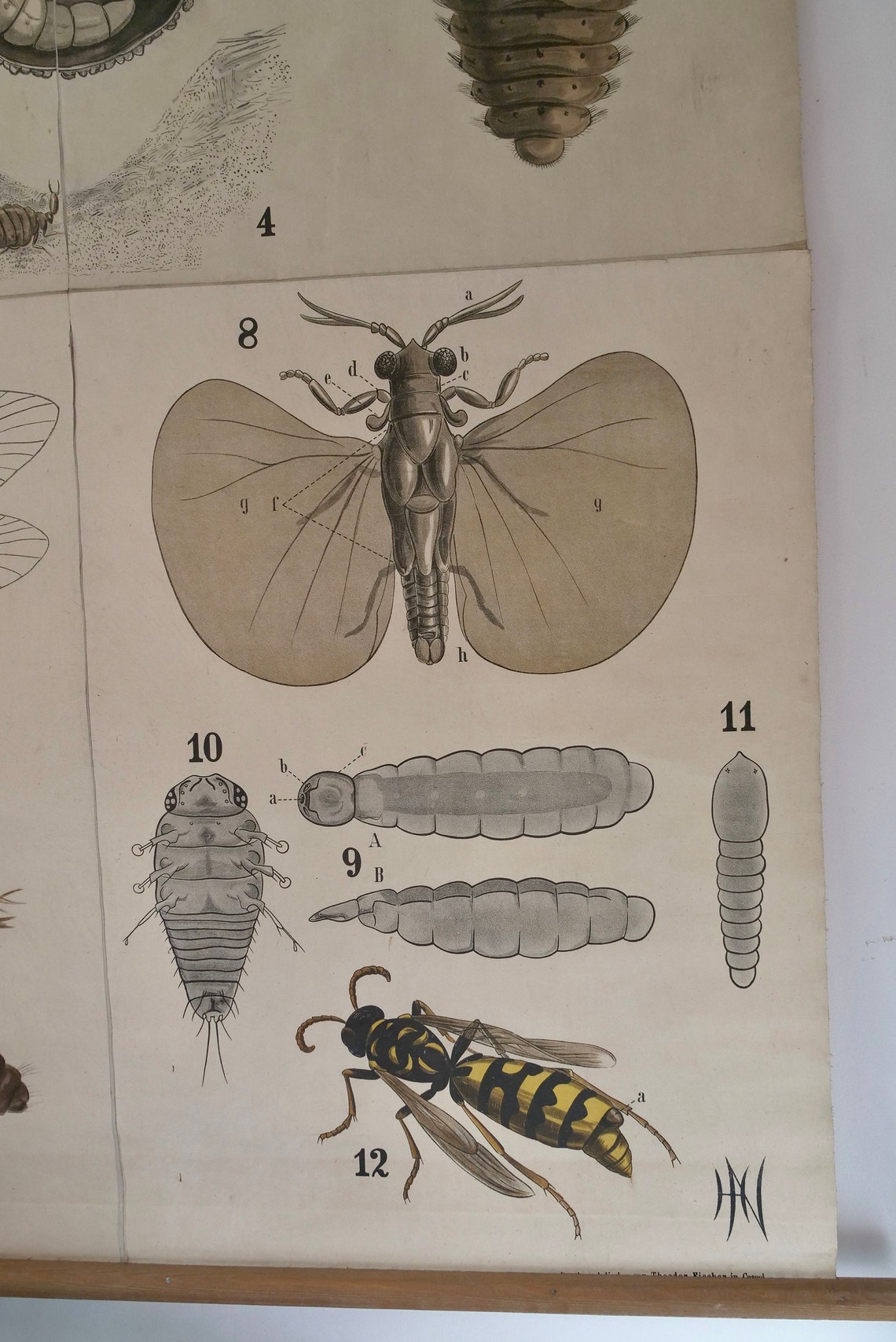 Vintage School Chart Arthropoda. Insecta NEUROPTERA DR.LEUCKART ...