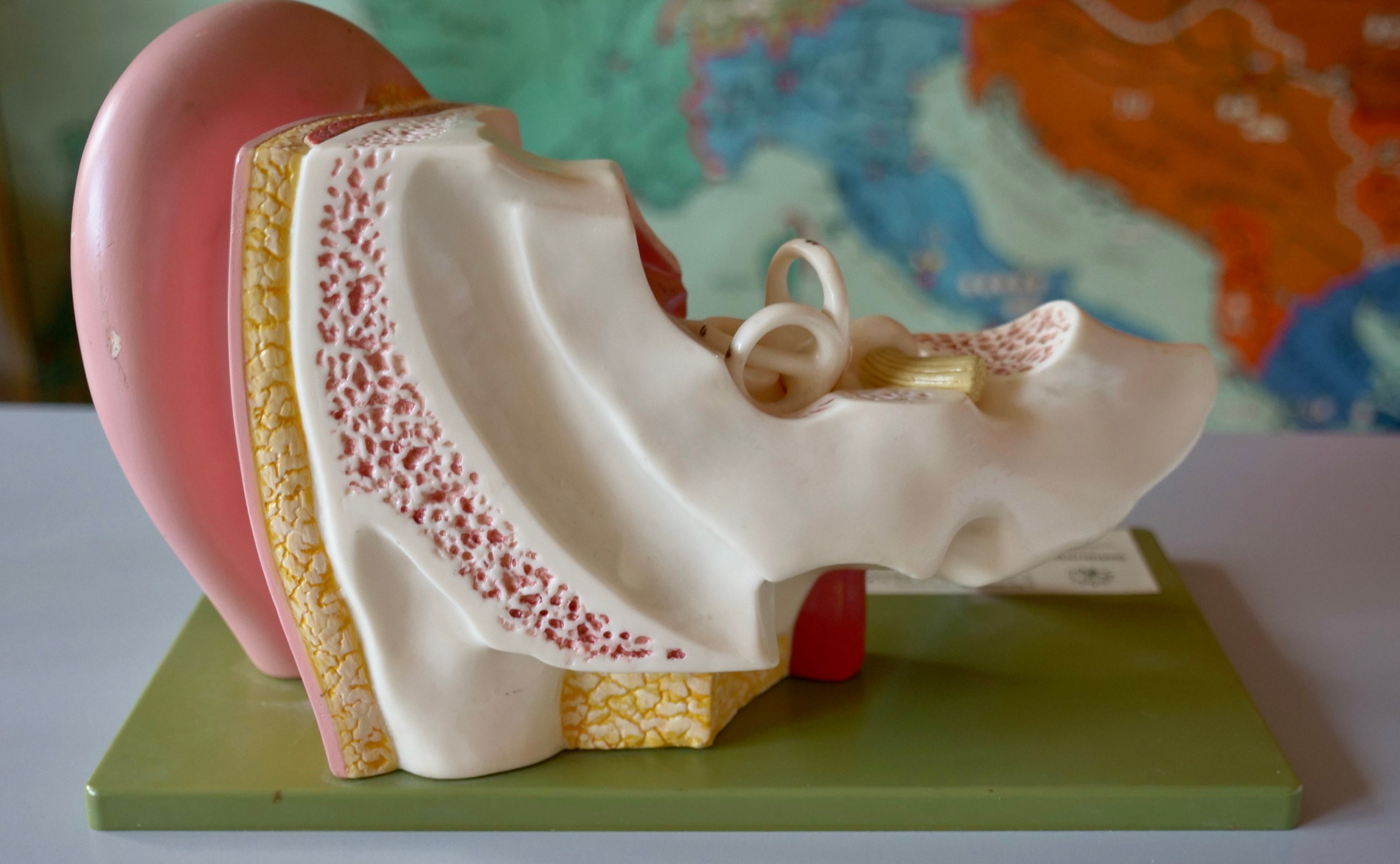 Vintage EAR Lower Incisor Somso Educational Model 2parts - Etsy