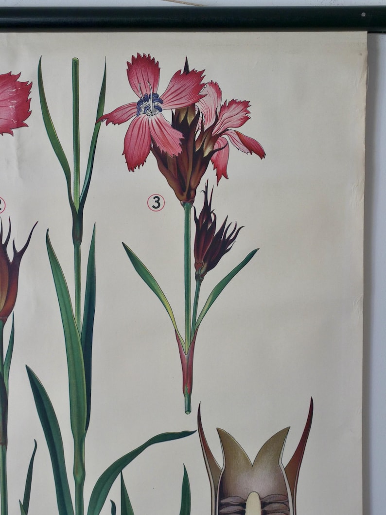 Vintage CLOVE FLOWER Dianthus School Chart HASLINGER Original ...