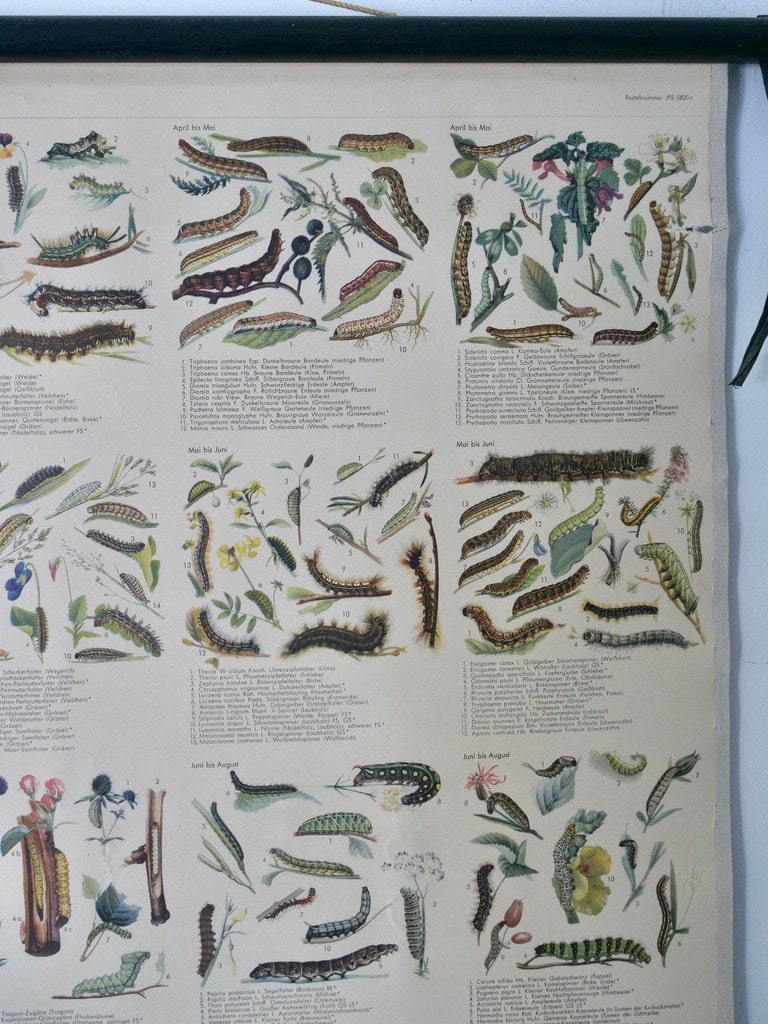 Vintage School CHART CATERPILLARS of Butterflies GRASER Schreiber ...