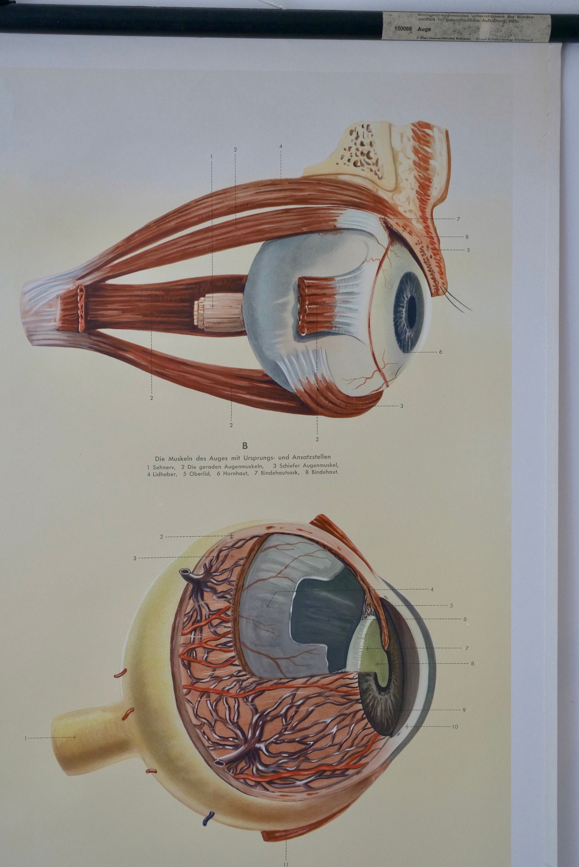 Vintage THE EYE School CHART Ernst Klett 50s Original Educational Chart ...