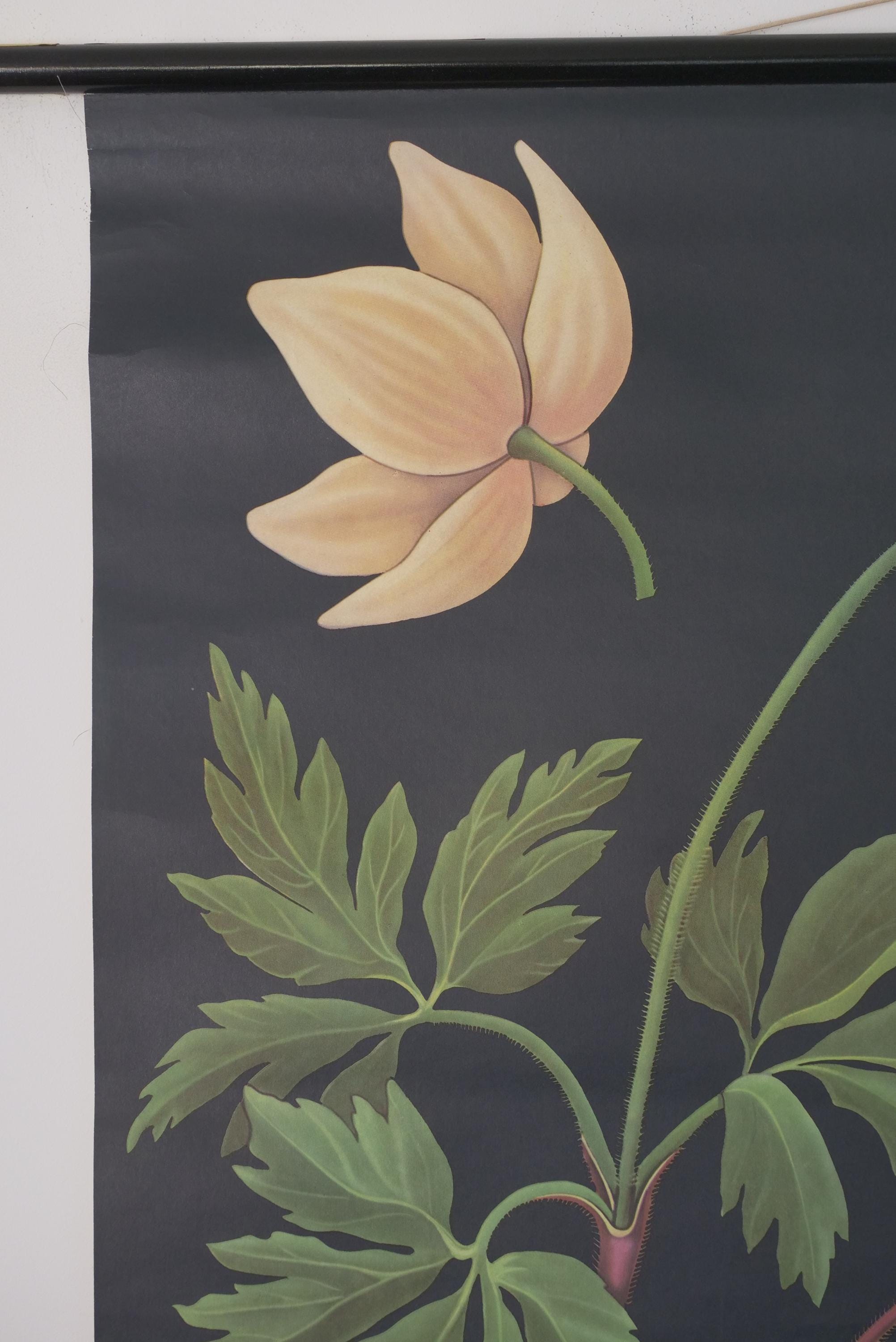 Vintage WOOD ANEMONE School Chart Jung Koch Quentell Original ...