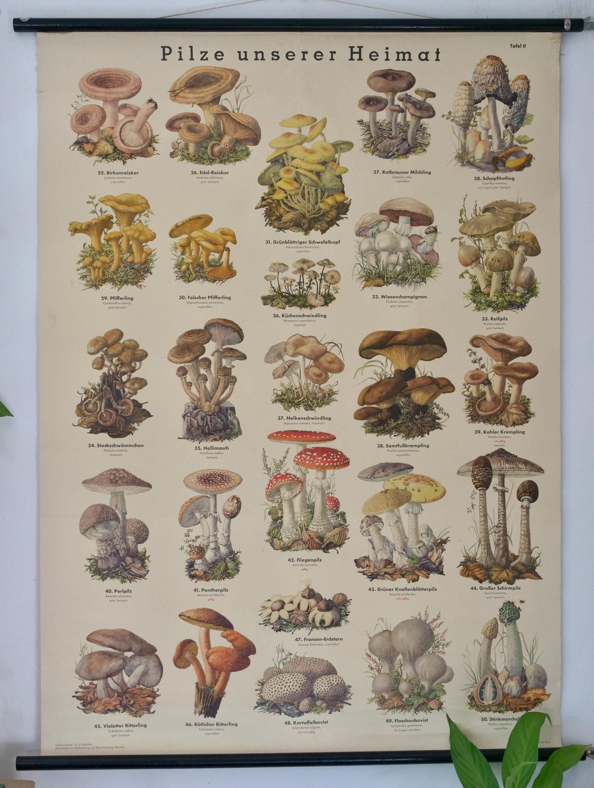 Vintage MUSHROOM School Wall Chart Educational Chart Röhr Verlag - Etsy
