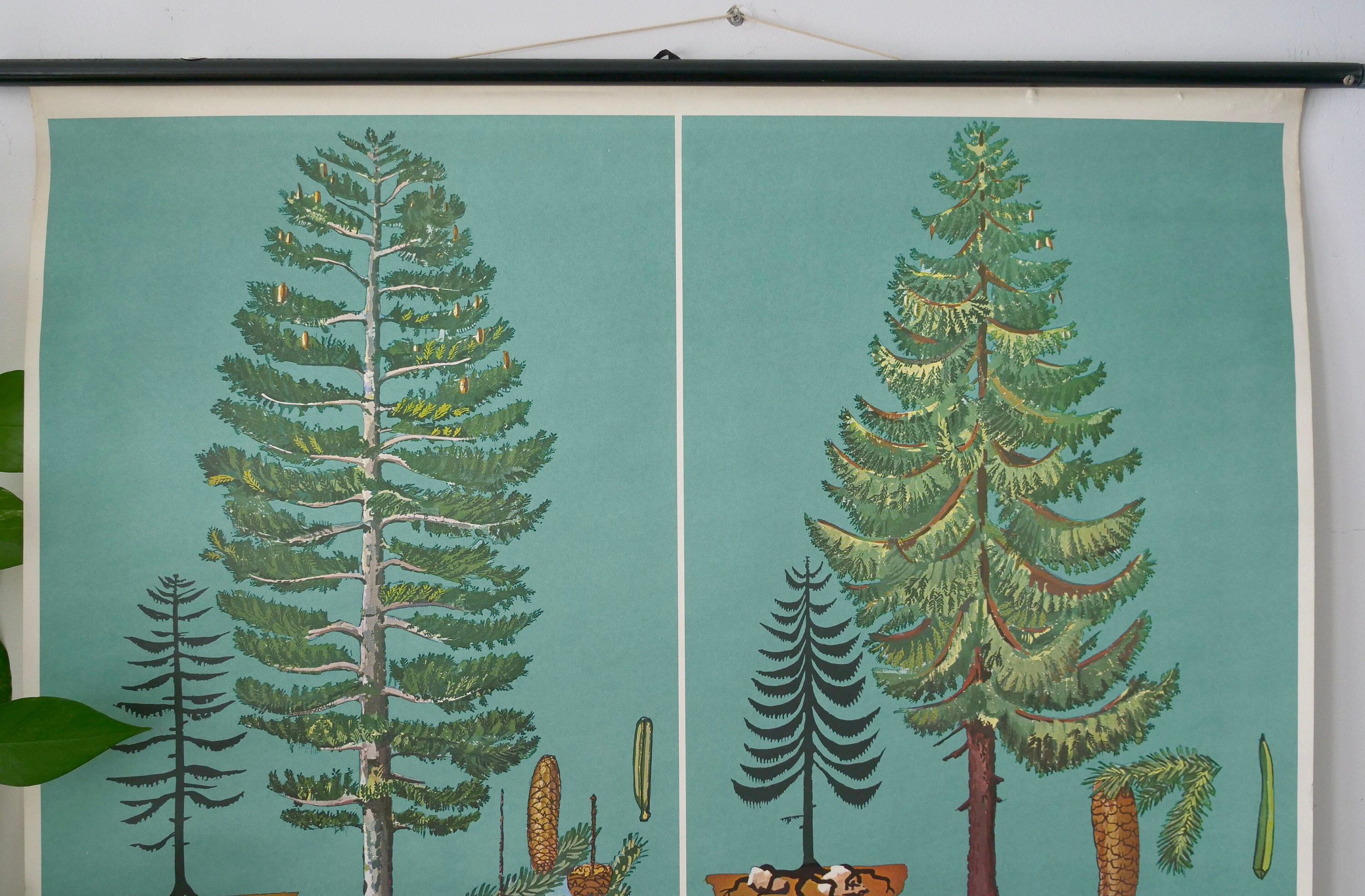 Vintage CONIFER TREES School Chart TELLUS Verlag Original Educational ...