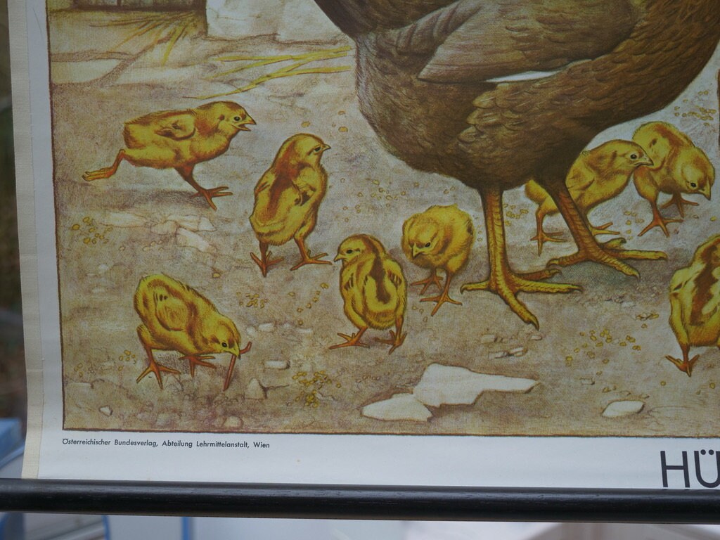 CHICKEN and PIDGEON Vintage School Chart Adalbert Pilch | Etsy