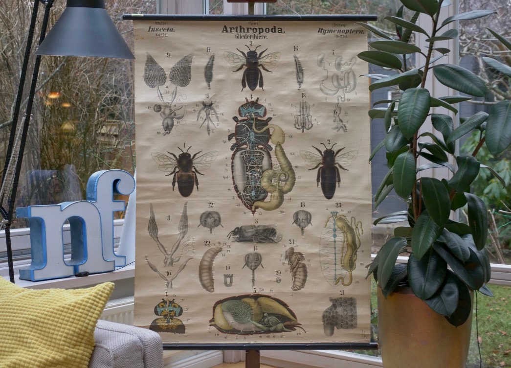 Vintage School Chart BEE Arthropoda. Insecta. Hymenoptera DR.LEUCKART ...
