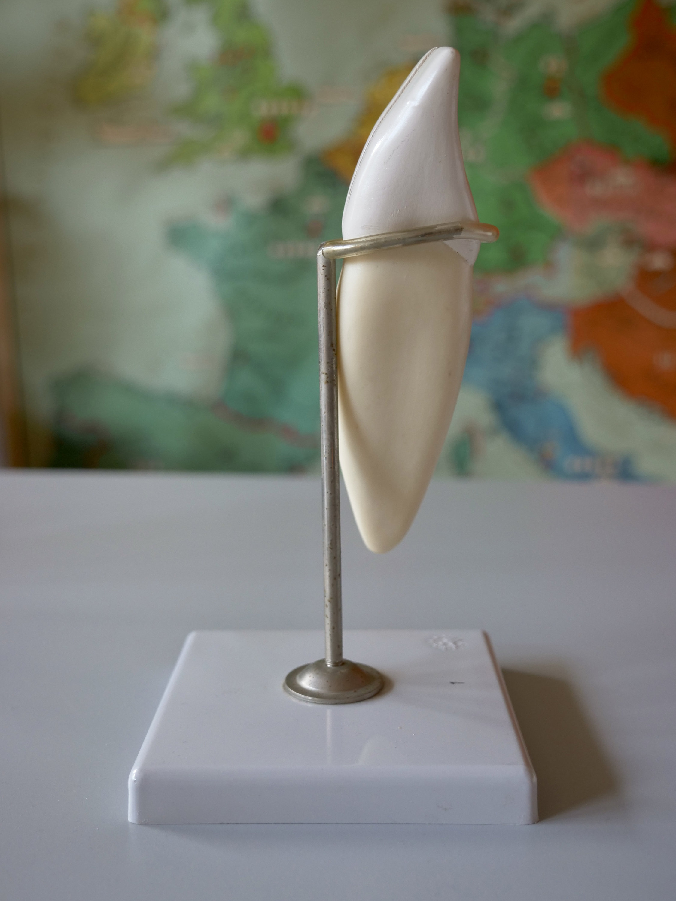 Vintage TOOTH Lower Incisor Somso Educational Model 2parts - Etsy