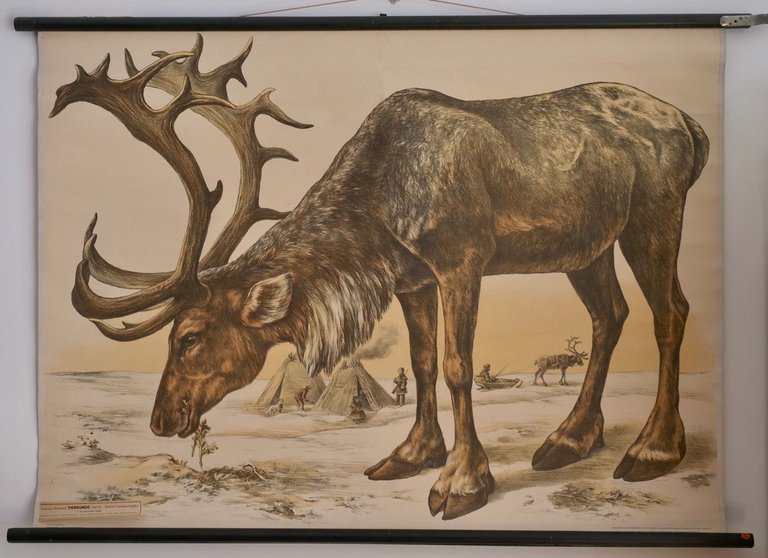 Vintage School Chart Reindeer Engleder Tarandus Rangifer Original ...