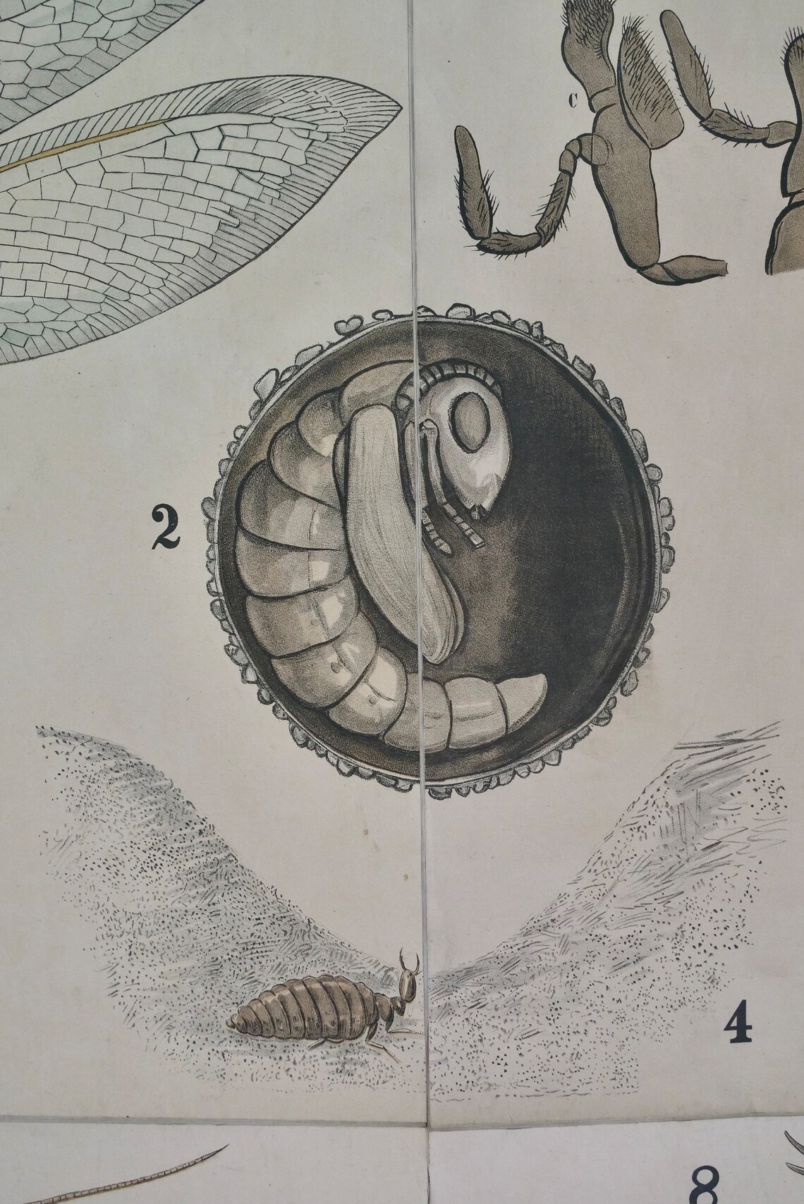 Vintage School Chart Arthropoda. Insecta NEUROPTERA DR.LEUCKART ...