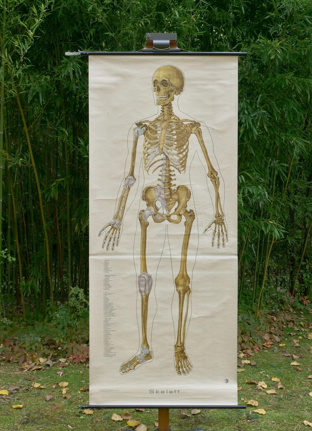 Vintage SKELETON School CHART Ernst Klett 70s Original Educational ...