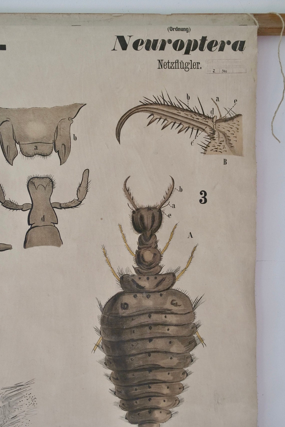 Vintage School Chart Arthropoda. Insecta NEUROPTERA DR.LEUCKART ...