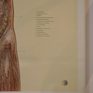 Vintage LYMPHATIC Vessels Anatomical School CHART Ernst Klett 60s ...