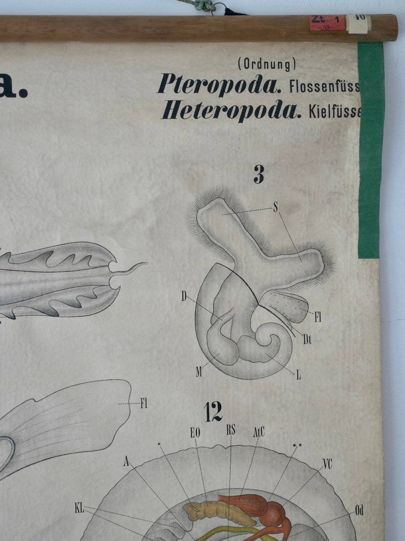 Vintage School Chart MOLLUSKA Gastropoda. Pteropoda. Heteropoda DR ...