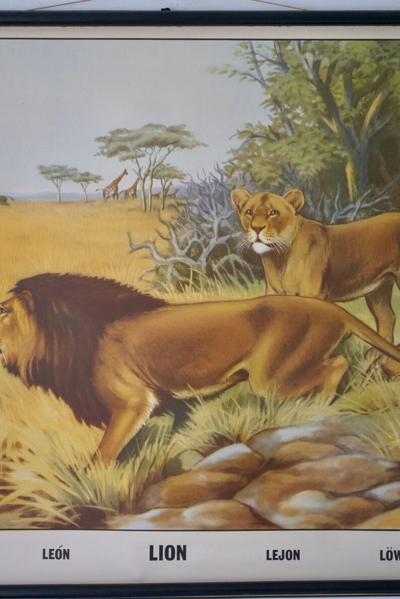 Vintage English School Chart LION Original Educational Chart - Etsy