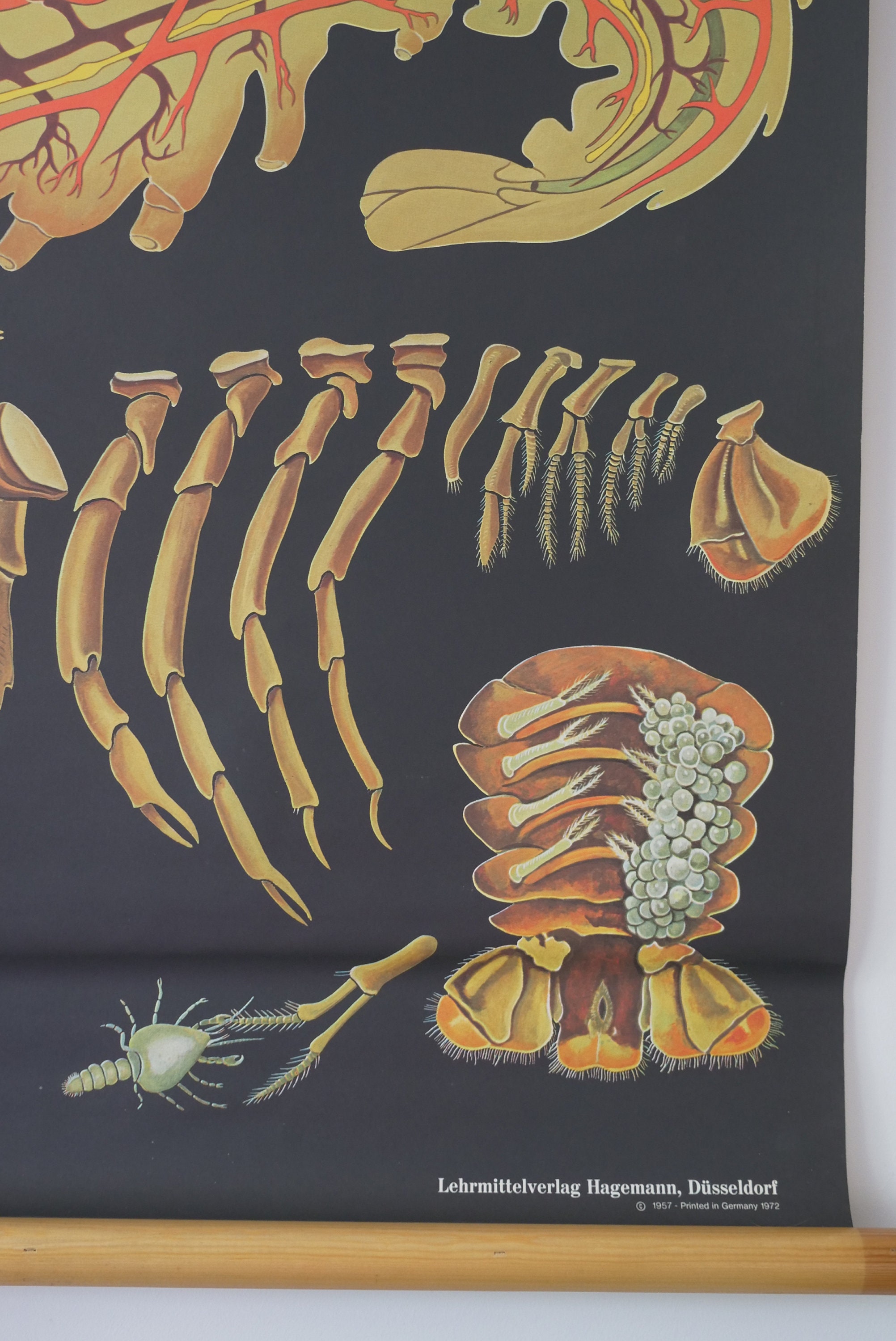 Vintage School CHART CRAYFISH Jung Koch Quentell Original Educational ...
