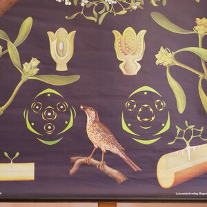 Vintage MISTLETOE - Viscum Album School Chart Jung Koch Quentell ...