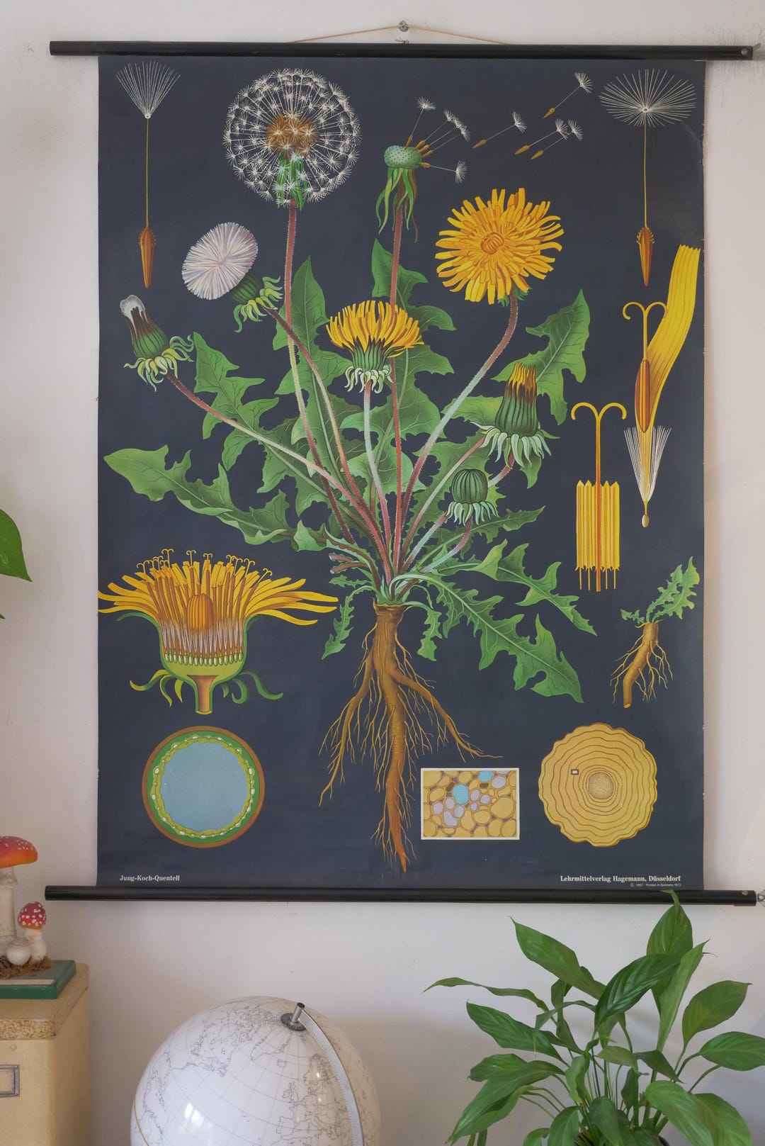 Vintage DANDELION School Chart Jung Koch Quentell Original Educational ...