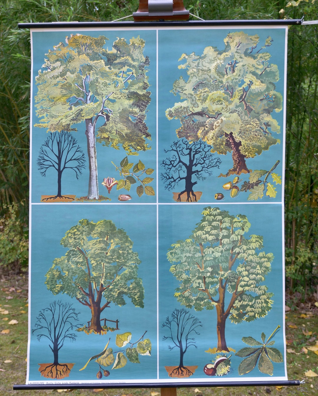 Vintage DECIDUOUS TREES School Chart TELLUS Verlag Original Educational ...