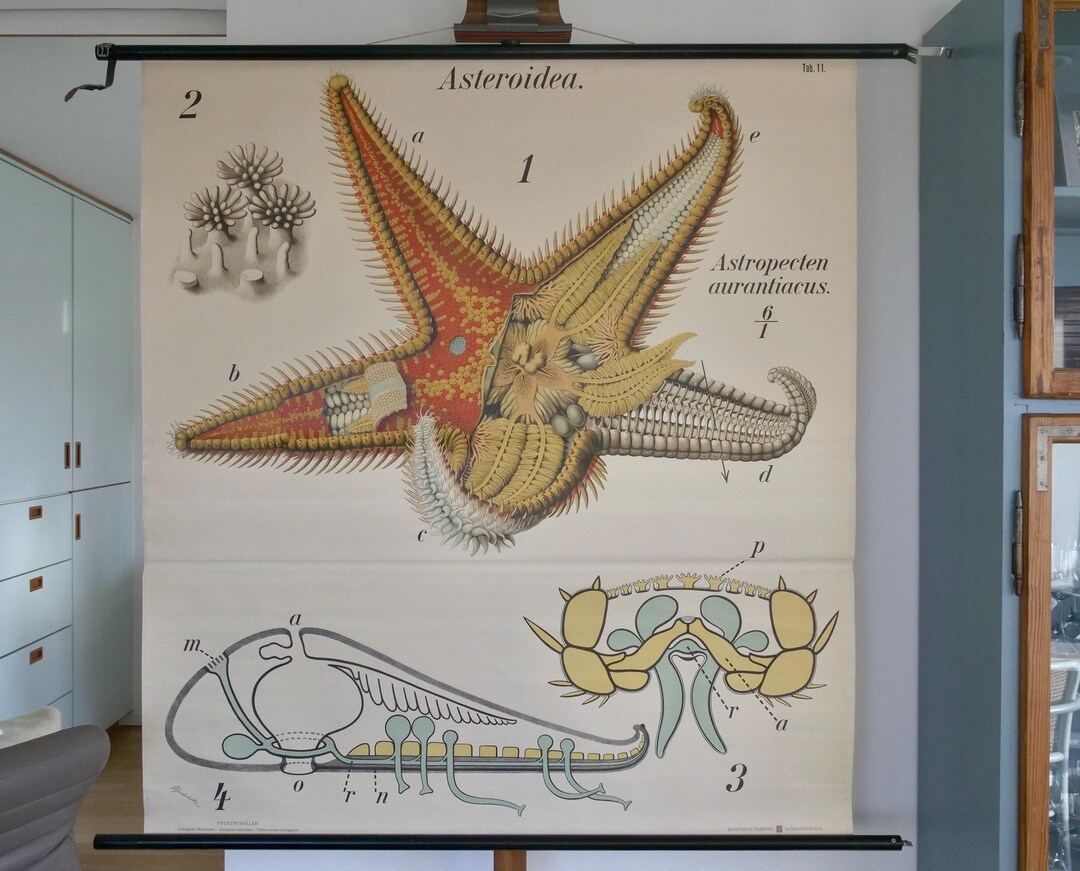 Vintage School Chart PFURTSCHELLER STARFISH Astropectenaurantiacus ...