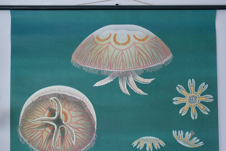 Vintage School Chart JELLYFISH Jung Koch Quentell Original Educational ...
