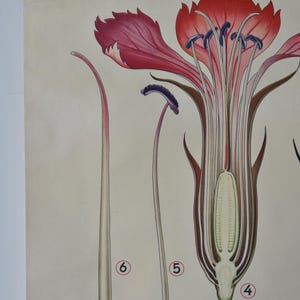 Vintage CLOVE FLOWER Dianthus School Chart HASLINGER Original ...