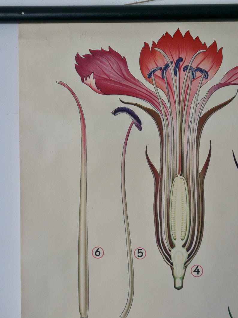 Vintage CLOVE FLOWER Dianthus School Chart HASLINGER Original ...