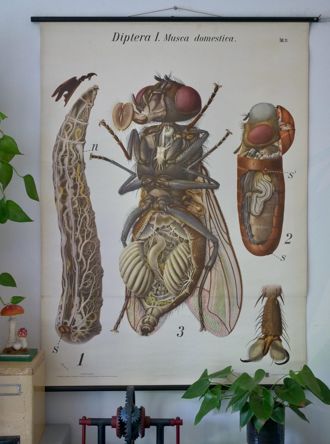 Vintage School Chart - PFURTSCHELLER House Fly - Diptera - Musca ...