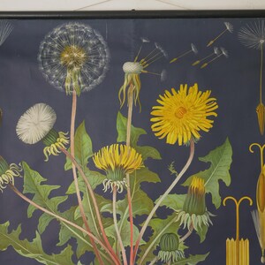 Vintage DANDELION School Chart Jung Koch Quentell Original Educational ...