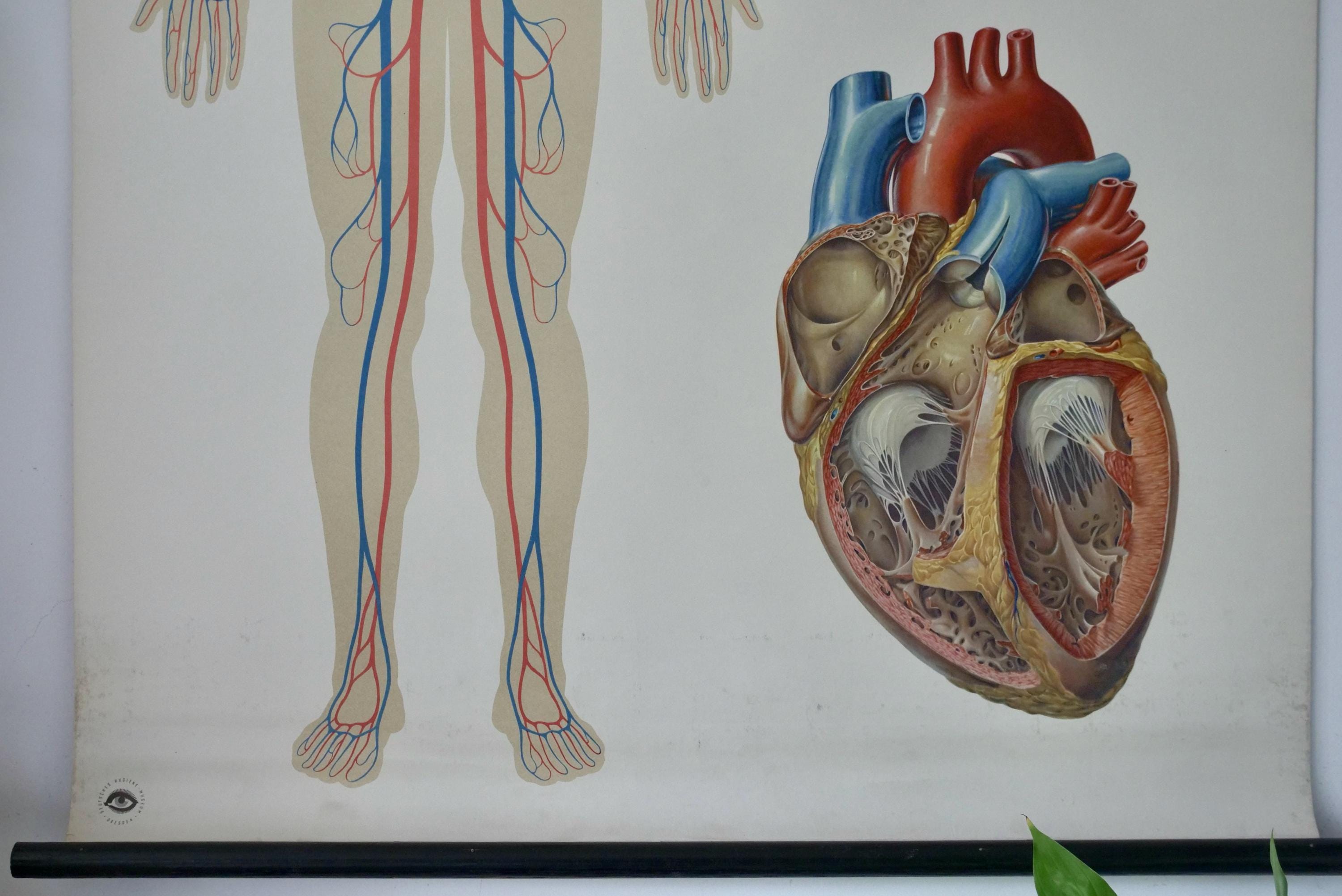 Vintage HEART BLOOD Circulation School Chart HYGIENEMUSEUM Dresden 60s ...