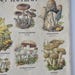 Vintage MUSHROOM School Chart Educational Chart Röhr Verlag - Etsy