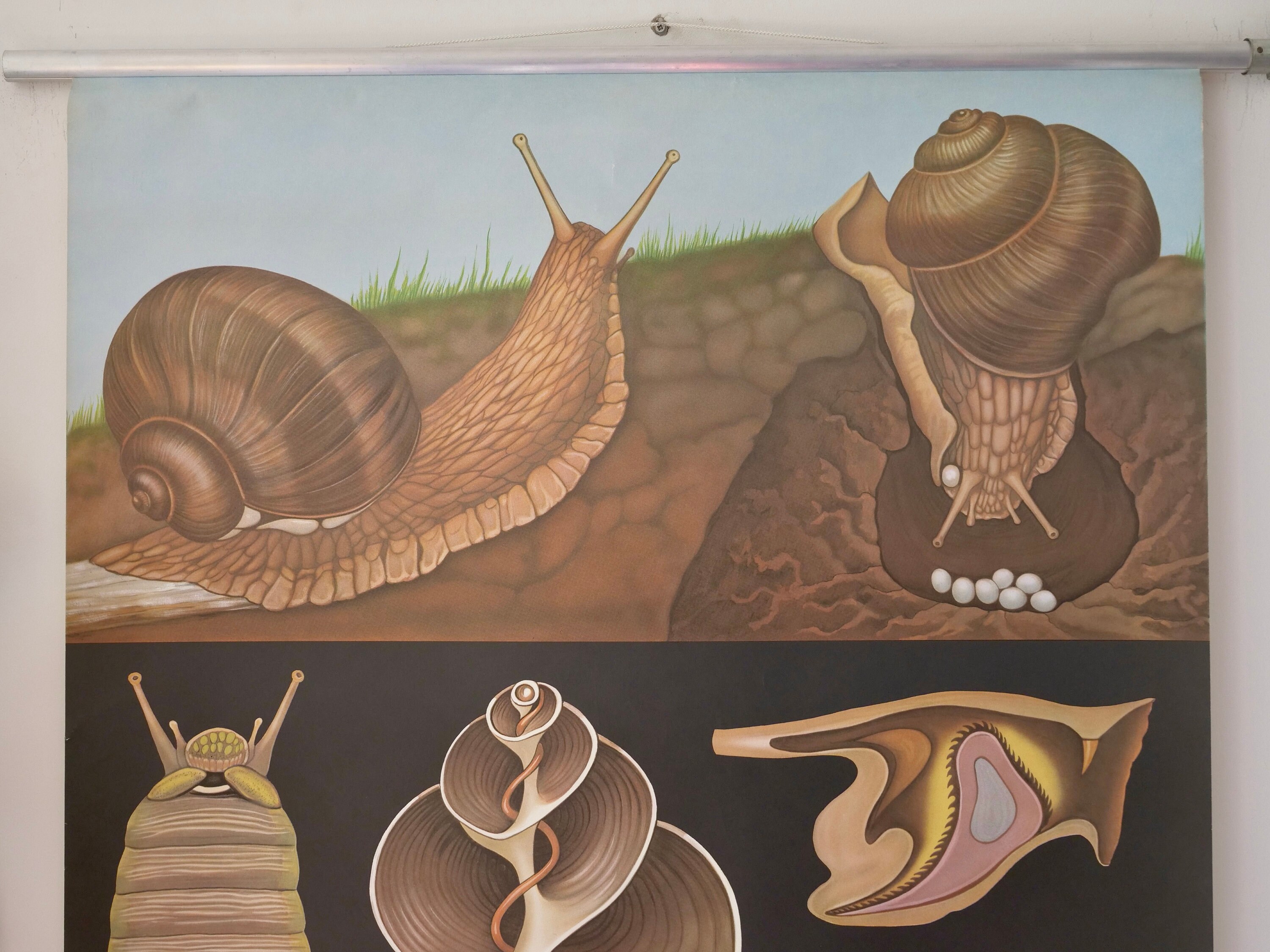 Vintage SNAIL School CHART Jung Koch Quentell Original Educational ...