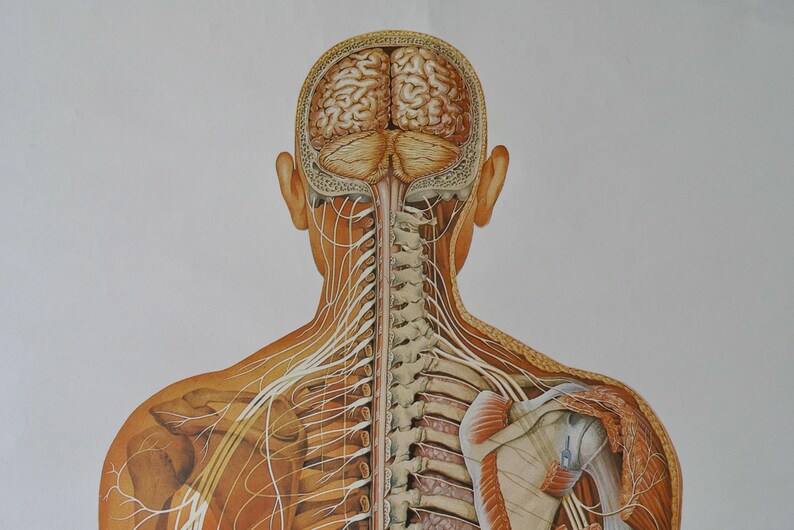 Vintage NERVOUS SYSTEM Back School HYGIENEMUSEUM Dresden 60s Original ...