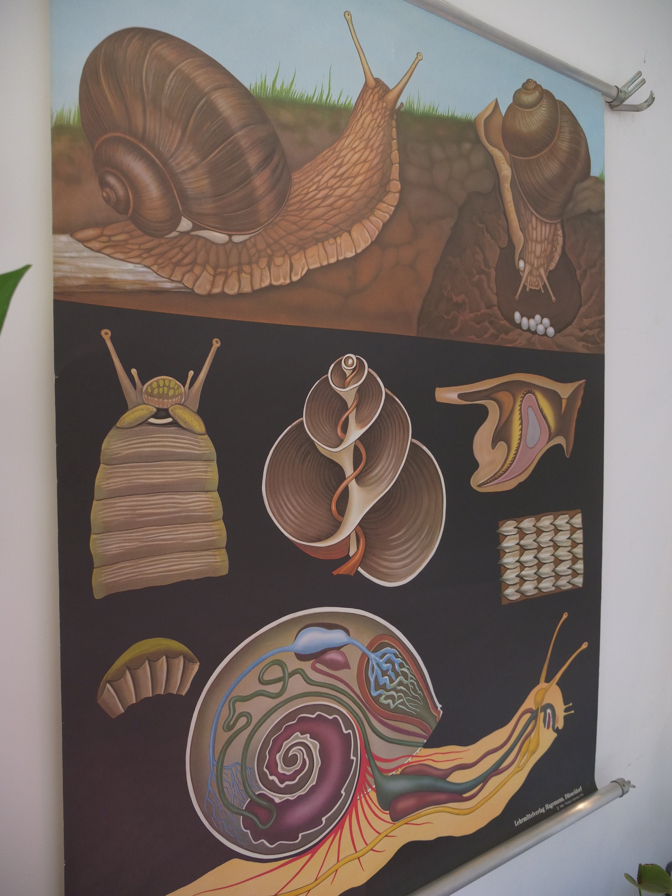 Vintage SNAIL School CHART Jung Koch Quentell Original Educational ...