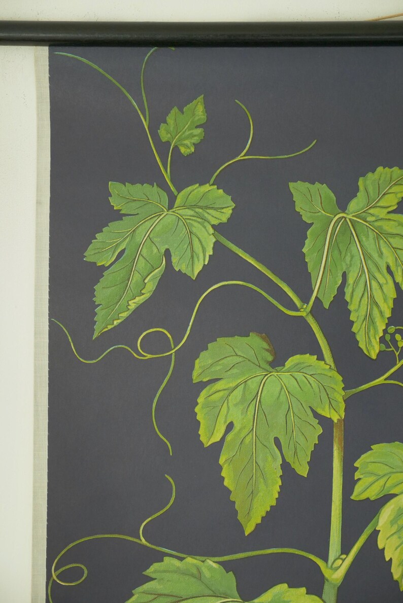 Vintage VINE School Chart Jung Koch Quentell Original Educational Chart ...
