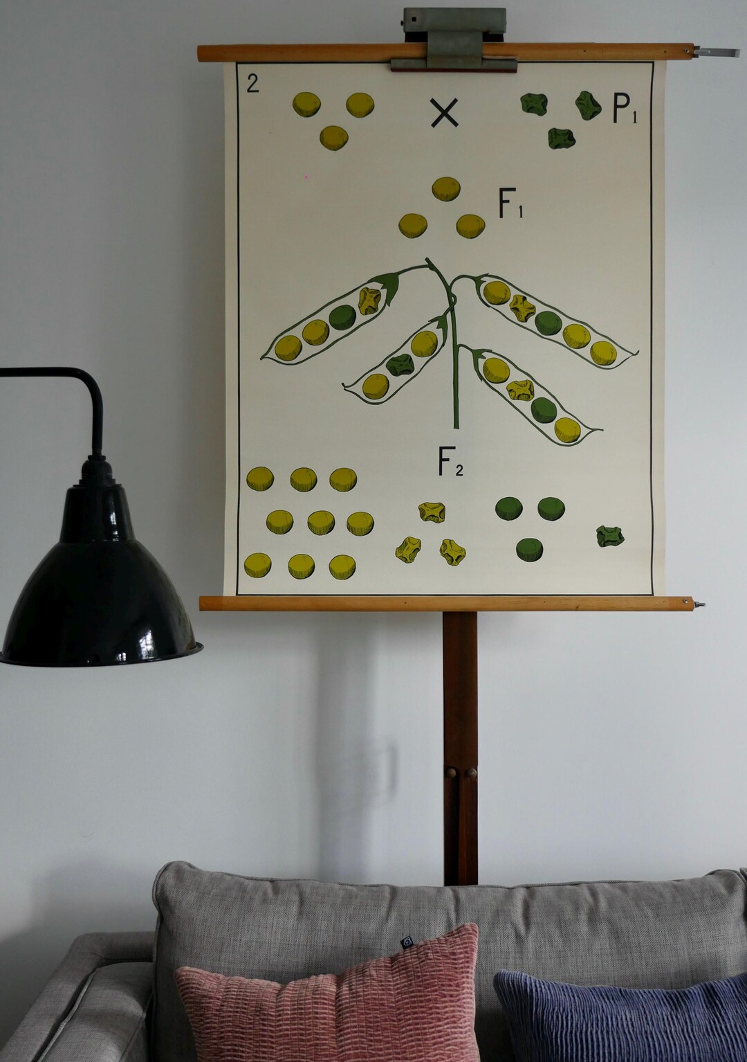 Vintage School Chart GENETICS PEAS School Chart Gamke, Berlin Original ...
