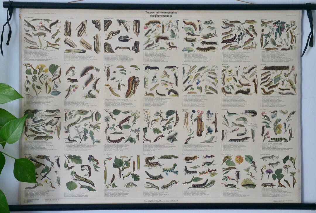 Vintage School CHART CATERPILLARS of Butterflies GRASER Schreiber ...