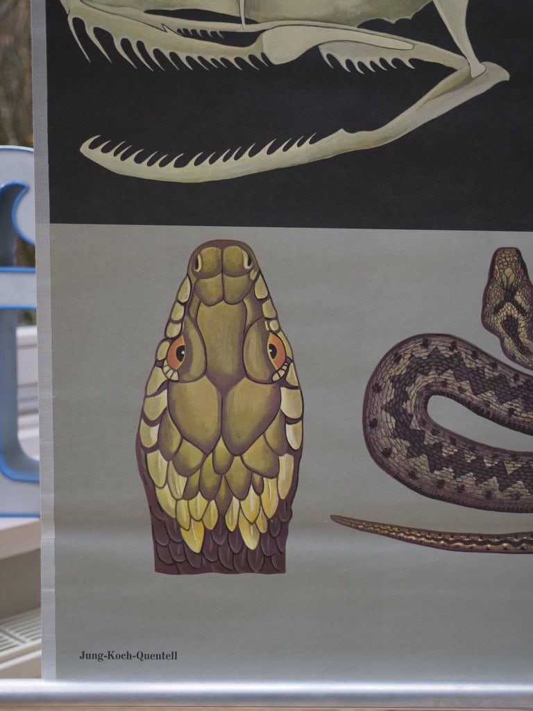 Vintage School Chart SNAKE Jung Koch Quentell Original - Etsy