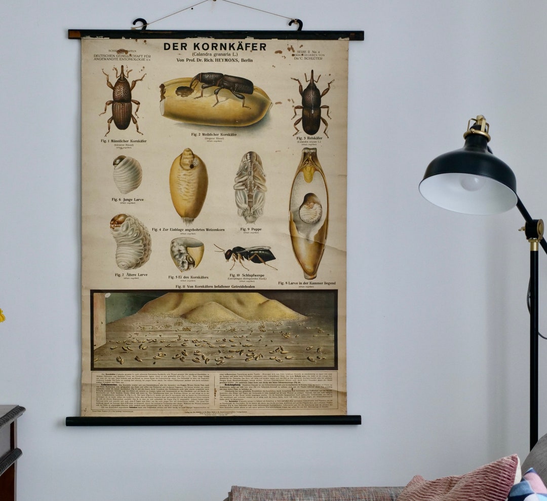 Vintage School Chart GRAIN WEEVIL Original Educational Chart - Etsy