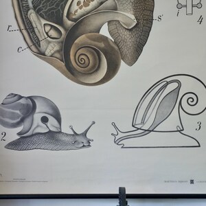 Vintage School Chart - PFURTSCHELLER SNAIL - Gastropoda Pulmonata ...