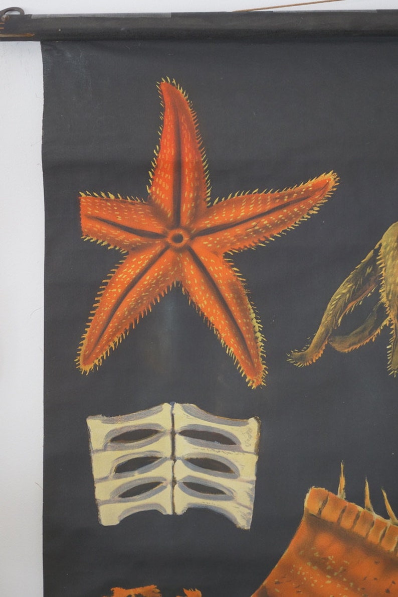 Vintage School Chart STARFISH Old Jung Koch Quentell Original ...