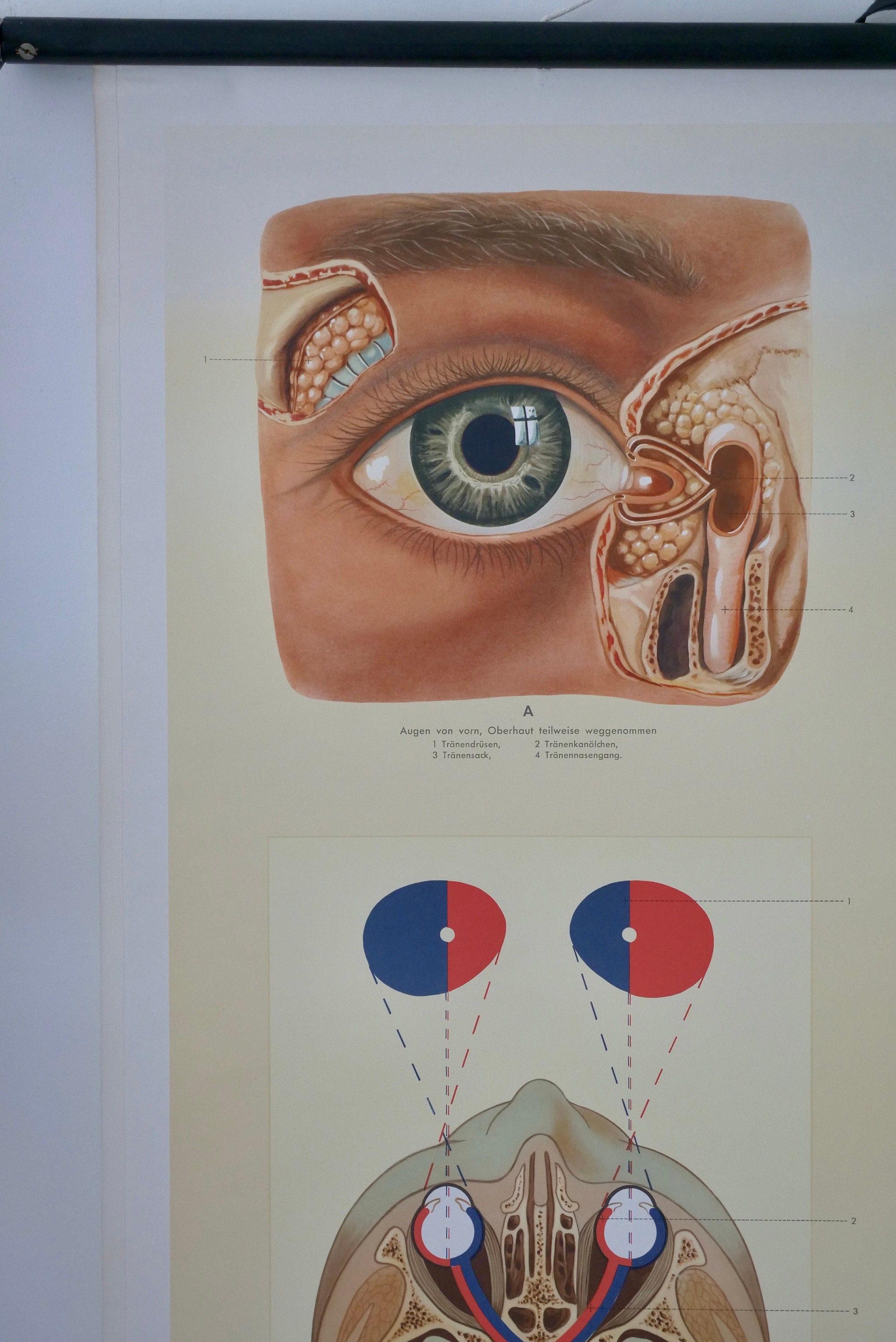 Vintage THE EYE School CHART Ernst Klett 50s Original Educational Chart ...