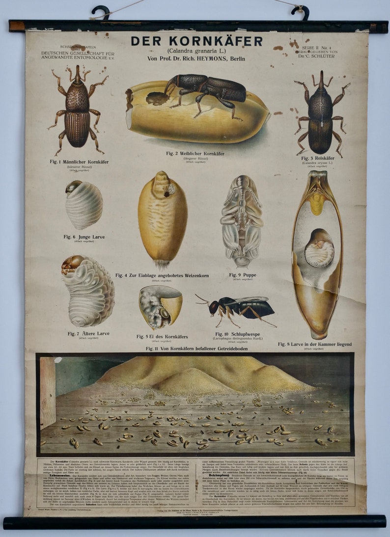 Vintage School Chart GRAIN WEEVIL Original Educational Chart - Etsy