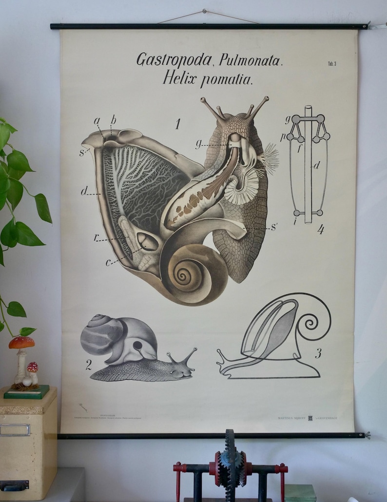 Vintage School Chart - PFURTSCHELLER SNAIL - Gastropoda Pulmonata ...