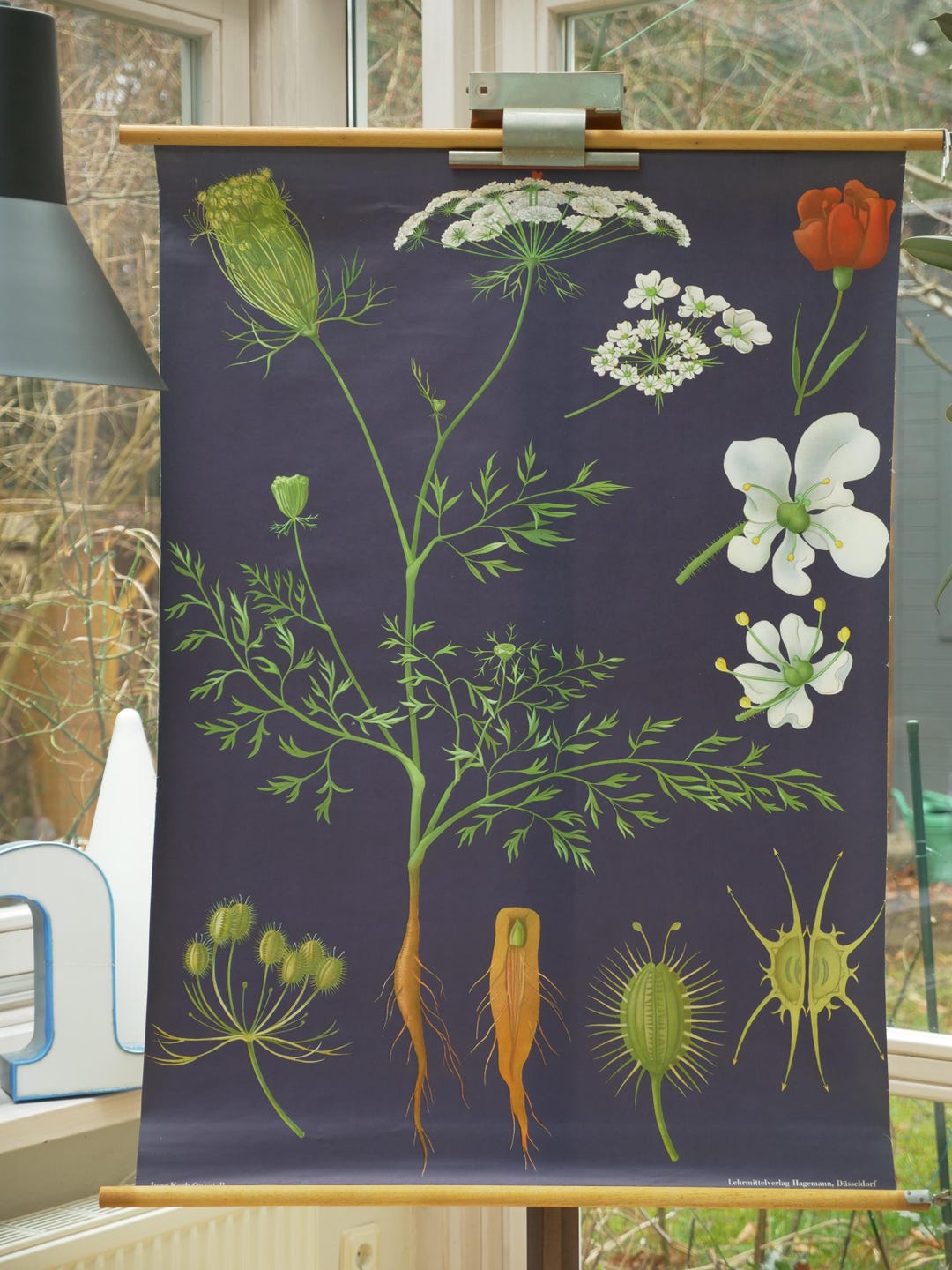 Vintage WILD CARROT School Chart Jung Koch Quentell Original ...