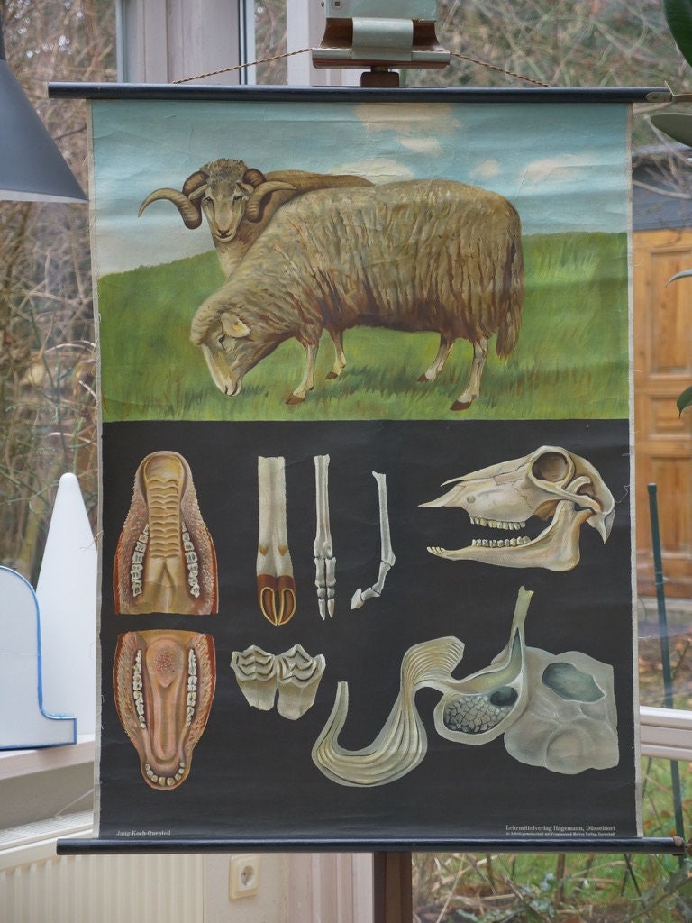 Vintage SHEEP School Chart Jung Koch Quentell Original Educational ...