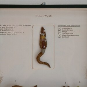 Vintage EARTHWORM From Egg to Worm LUMBRICIDAE Educational Model ...
