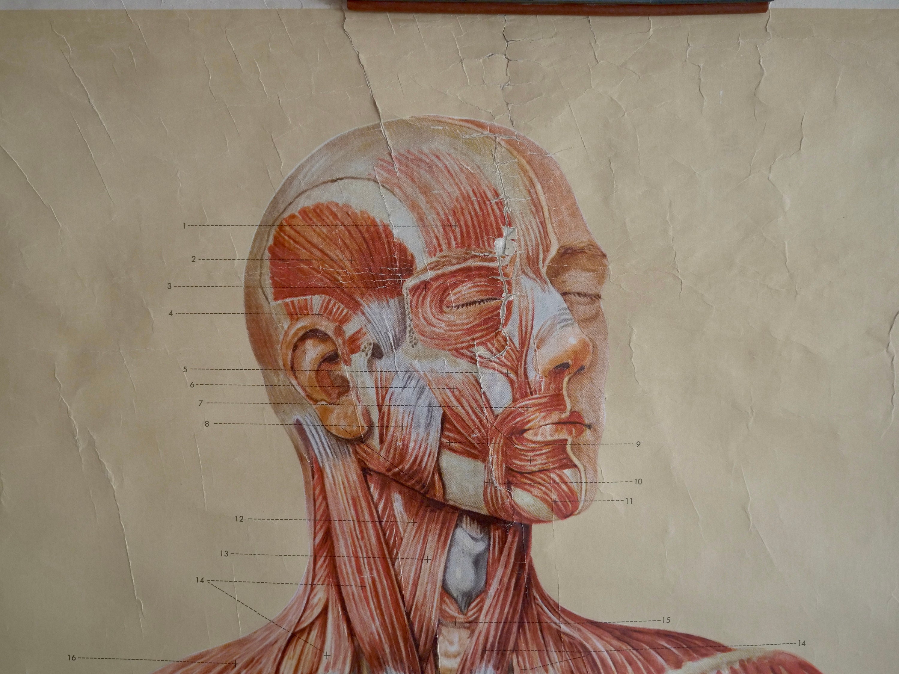 Vintage MUSCLES Front School CHART 60s Original Educational Chart Dr Te ...