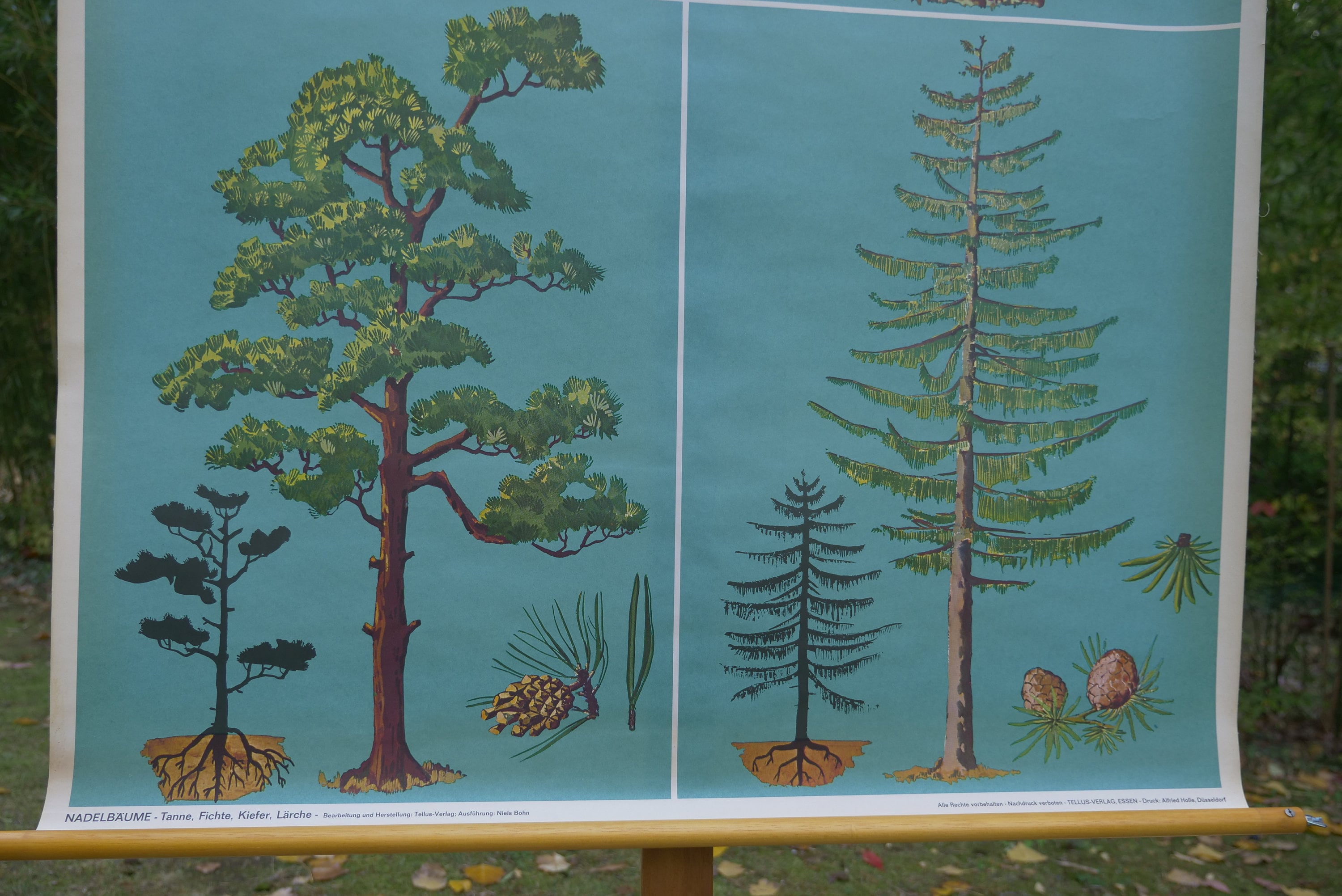 Vintage CONIFER TREES School Chart TELLUS Verlag Original Educational ...