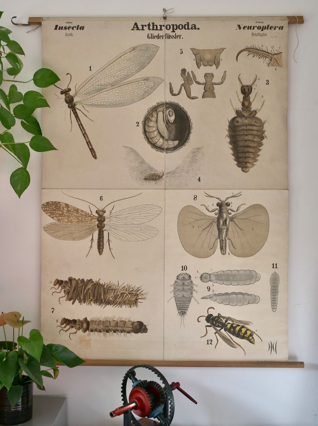 Vintage School Chart Arthropoda. Insecta NEUROPTERA DR.LEUCKART ...