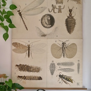 Vintage School Chart Arthropoda. Insecta NEUROPTERA DR.LEUCKART ...